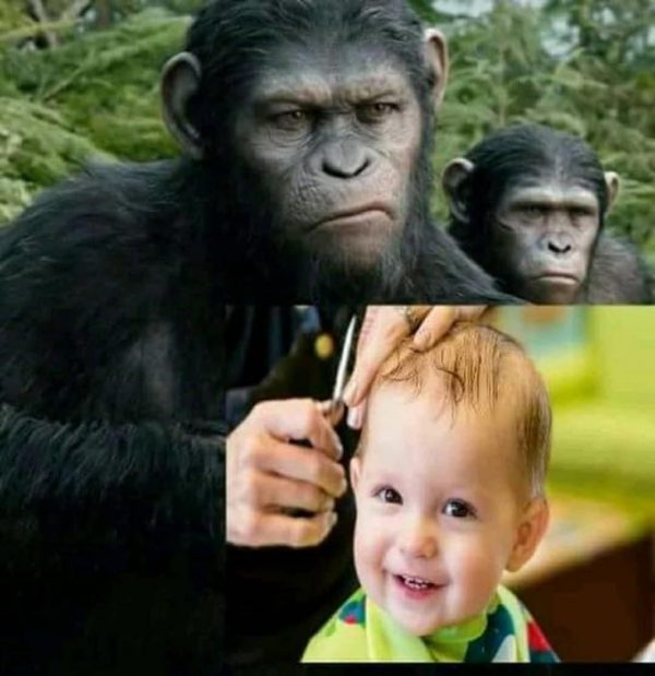 Monkey Haircut : Le jour où tout le monde s'est retrouvé à coiffer un ...